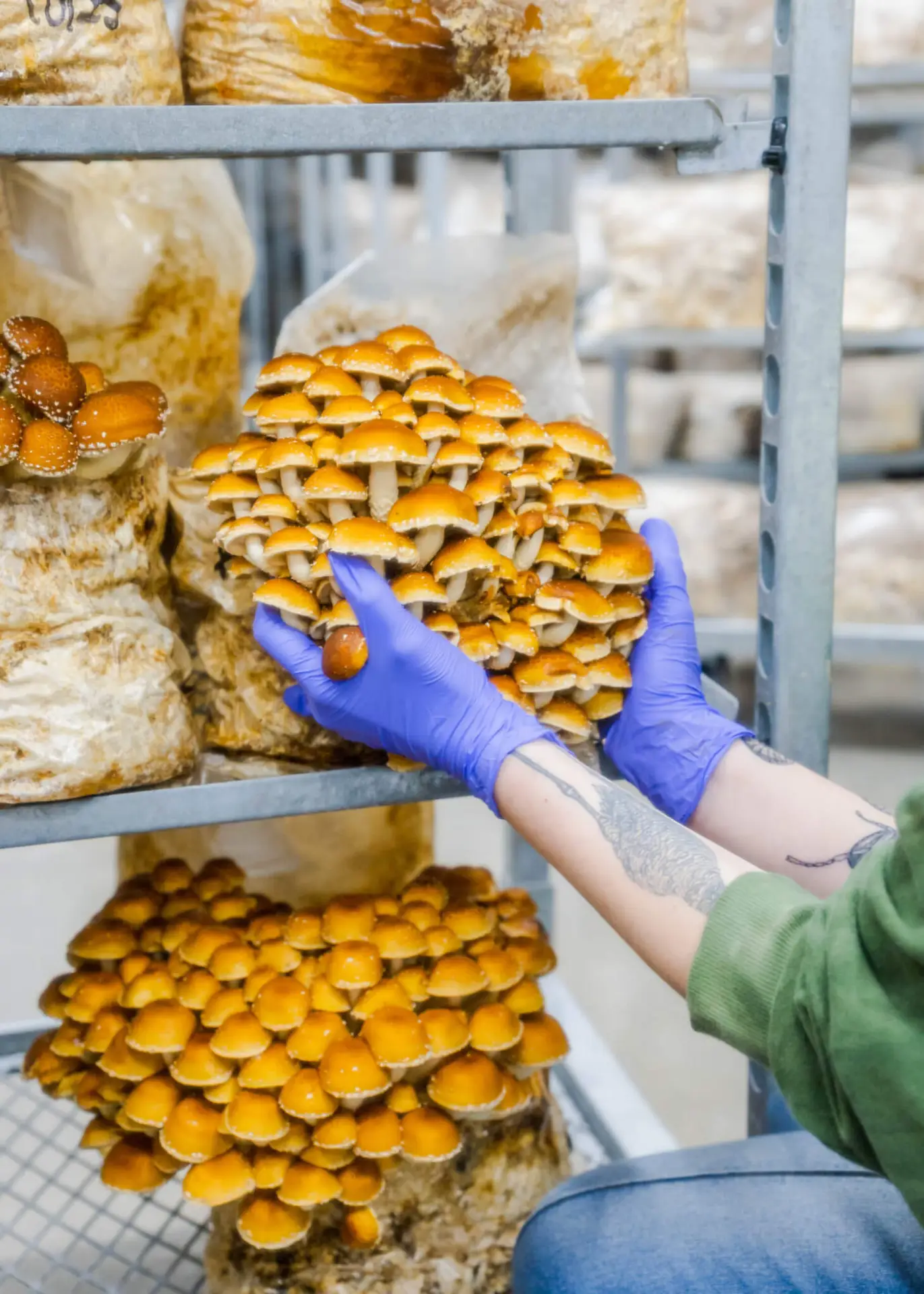 Gourmet Mushroom & Microgreen Farm l Michigan & Ohio l Pebble Creek ...